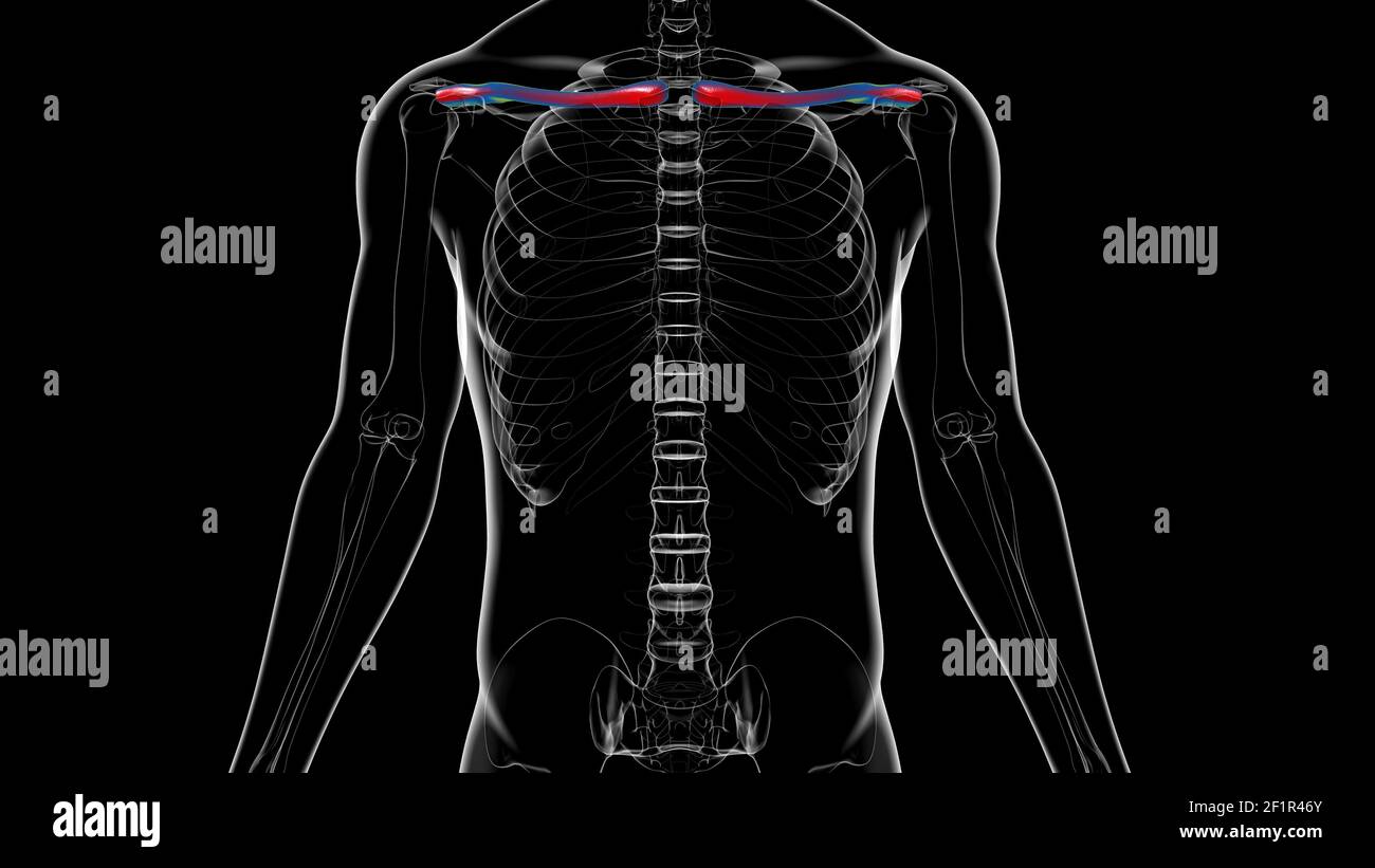 Human skeleton anatomy Clavicle Bones 3D Rendering For Medical Concept ...
