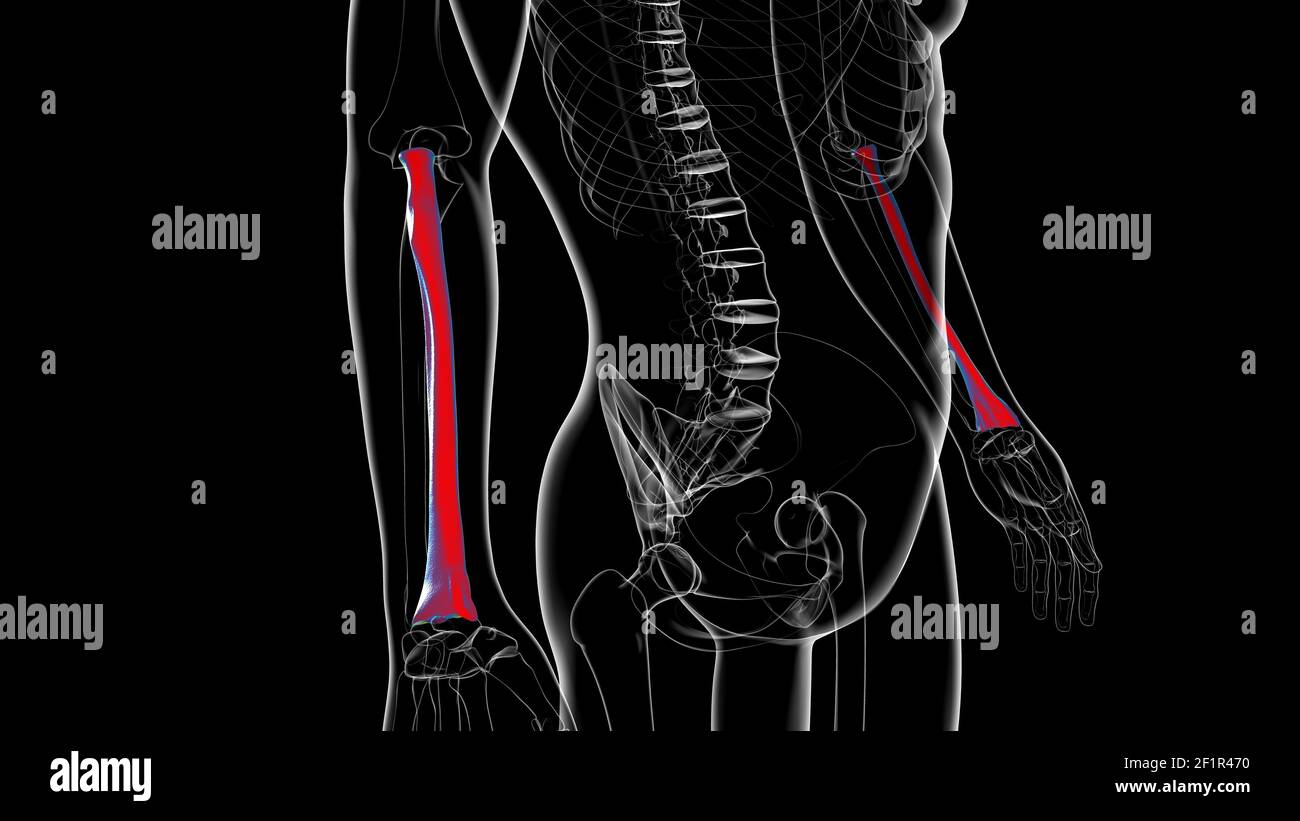 Human skeleton anatomy Radius Bone 3D Rendering For Medical Concept ...