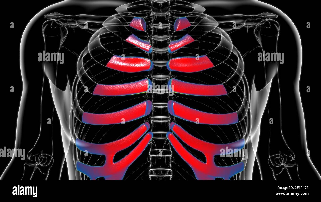 Human skeleton anatomy Costal Cartilage 3D Rendering For Medical ...