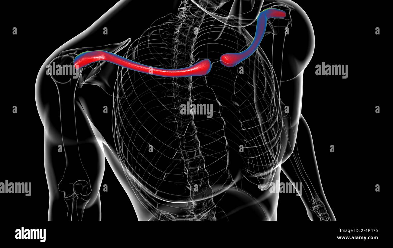 Human skeleton anatomy Clavicle Bones 3D Rendering For Medical Concept ...