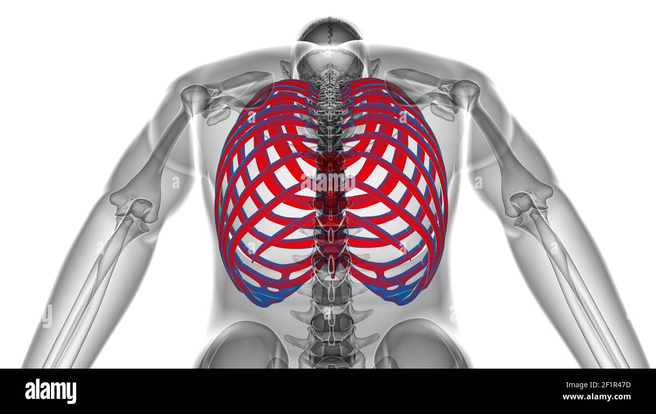 Human skeleton anatomy Rib Cage 3D Rendering For Medical Concept Stock ...