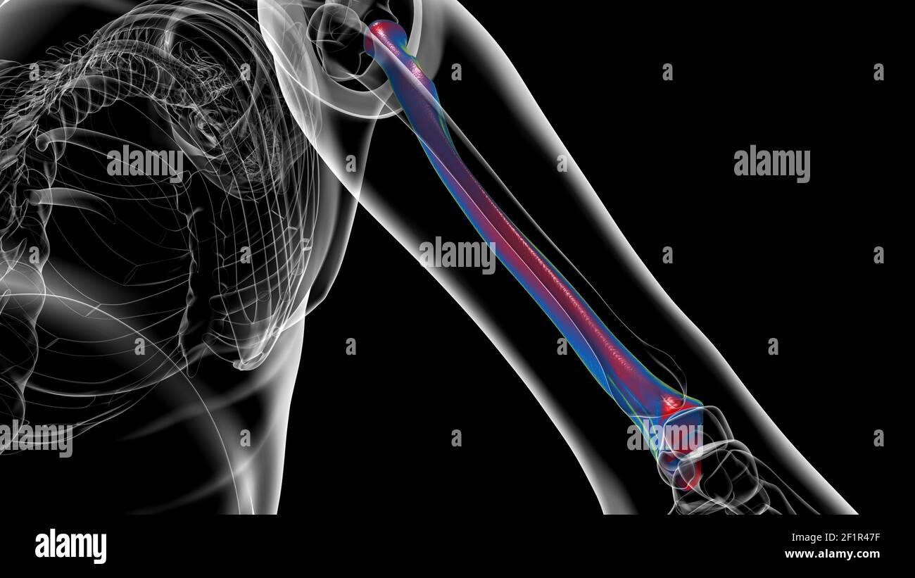 Human skeleton anatomy Radius Bone 3D Rendering For Medical Concept ...