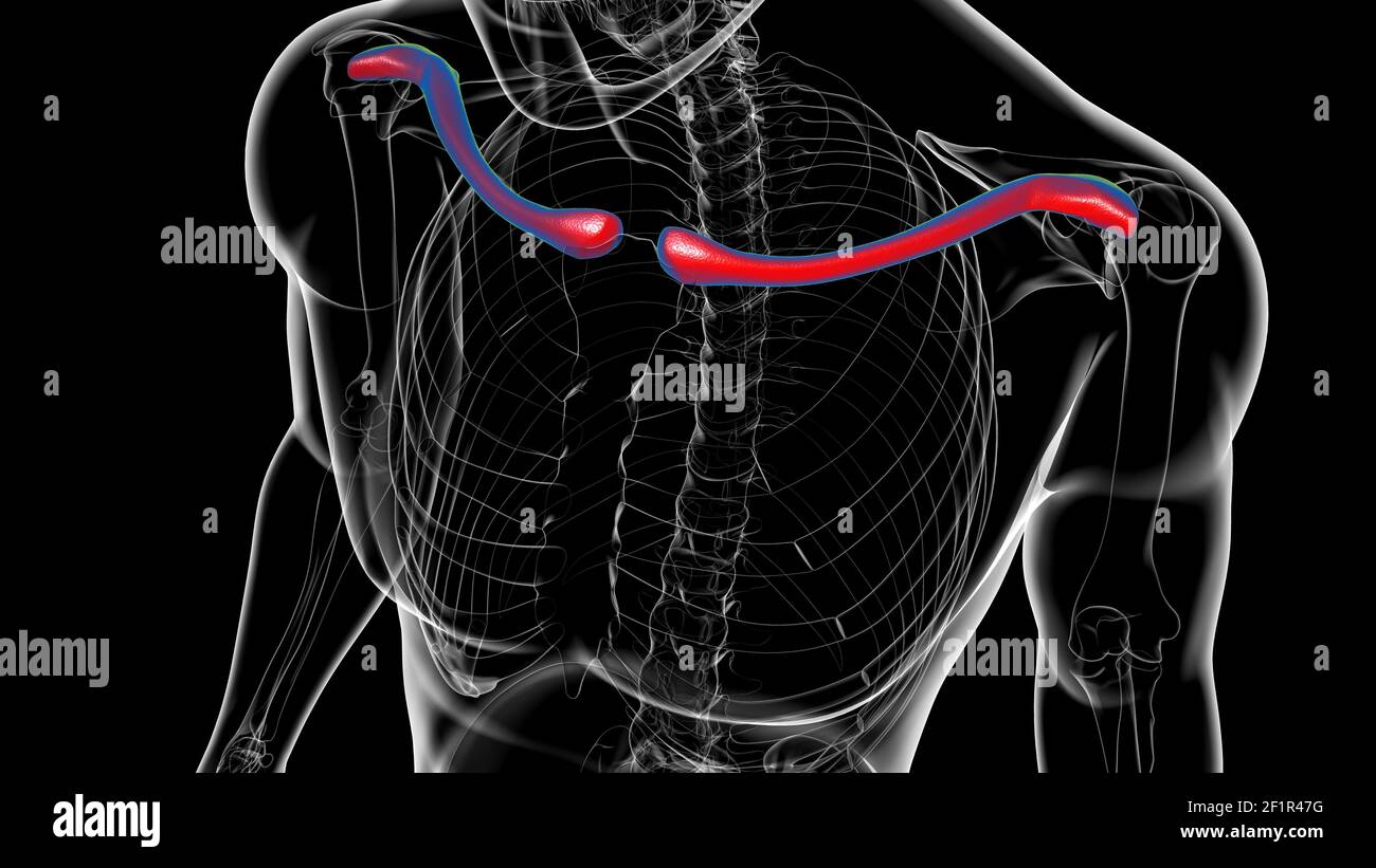 Human skeleton anatomy Clavicle Bones 3D Rendering For Medical Concept ...