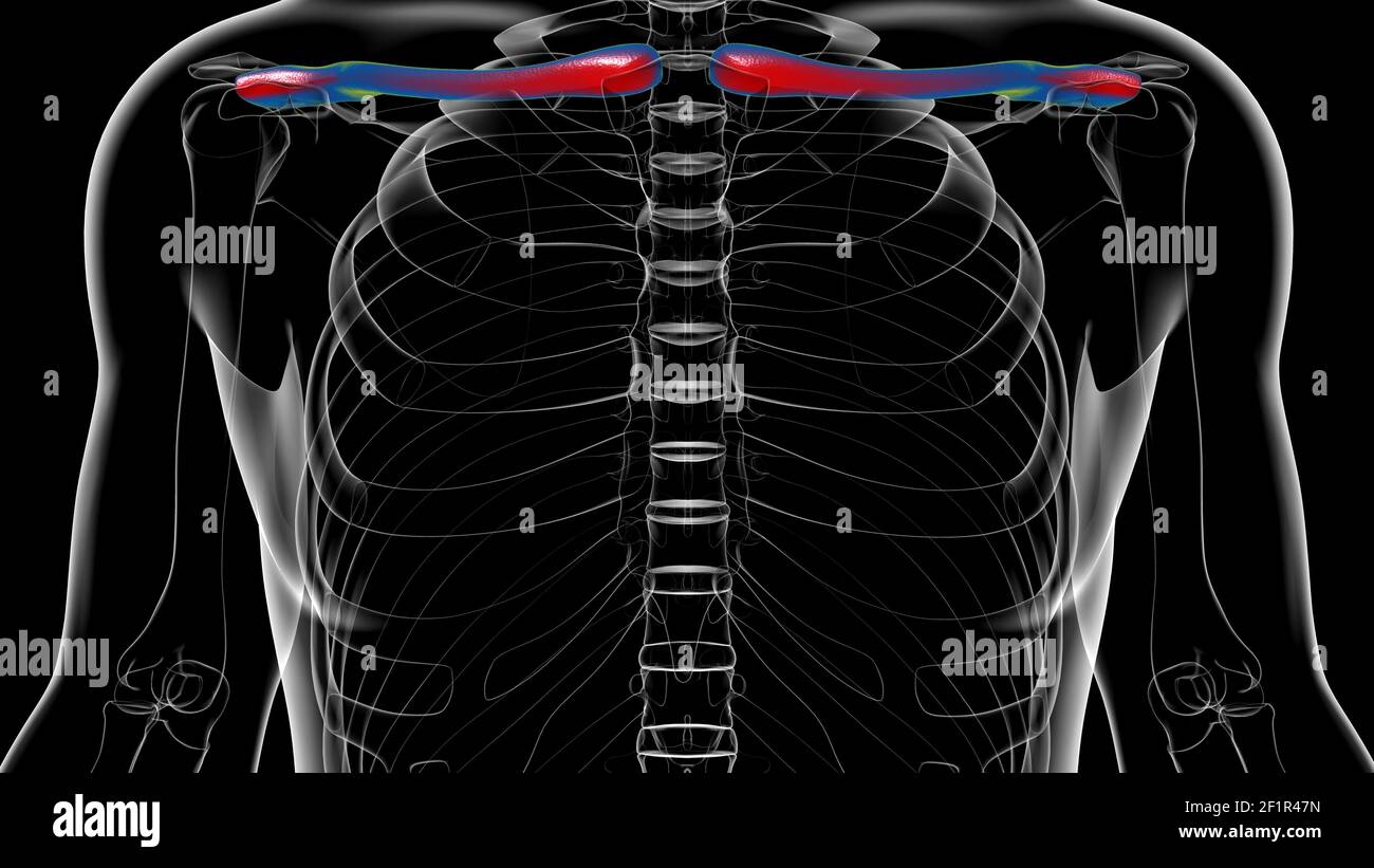 Human skeleton anatomy Clavicle Bones 3D Rendering For Medical Concept ...