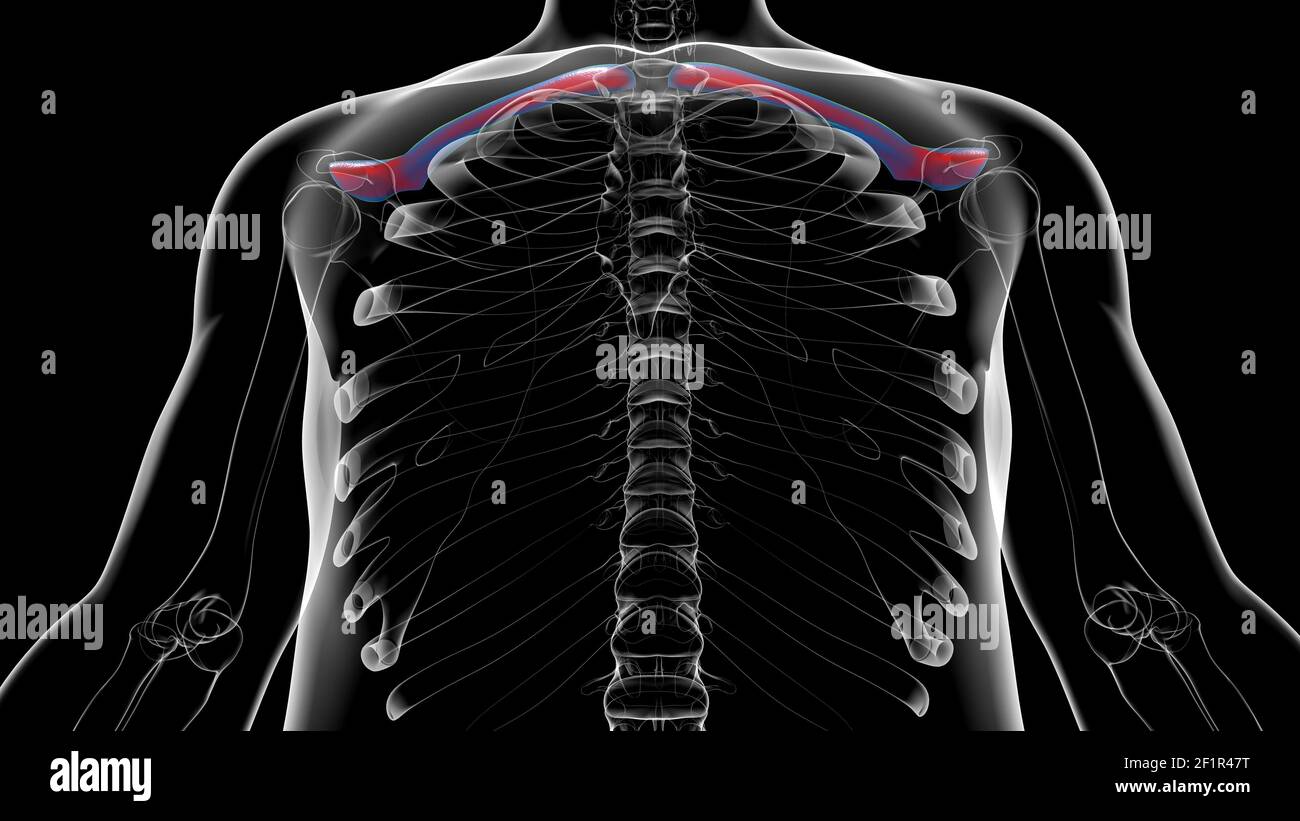 Human skeleton anatomy Clavicle Bones 3D Rendering For Medical Concept ...
