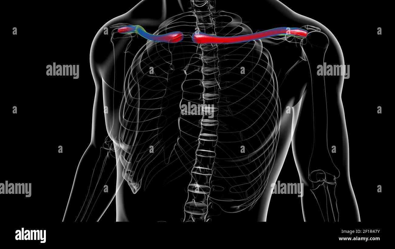 Human skeleton anatomy Clavicle Bones 3D Rendering For Medical Concept ...