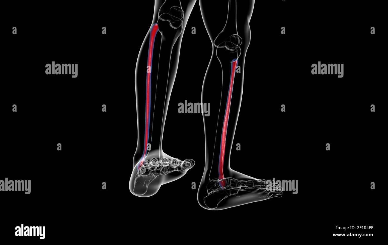 Human skeleton anatomy Fibula Bone 3D Rendering For Medical Concept ...