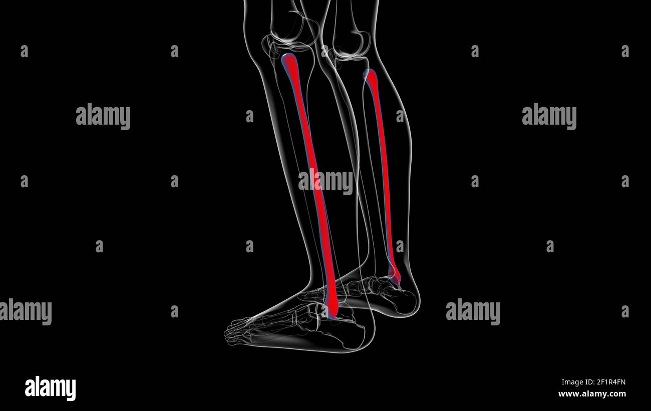 Human skeleton anatomy Fibula Bone 3D Rendering For Medical Concept ...