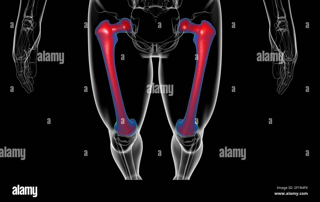 Human skeleton anatomy Femur Bone 3D Rendering For Medical Concept ...