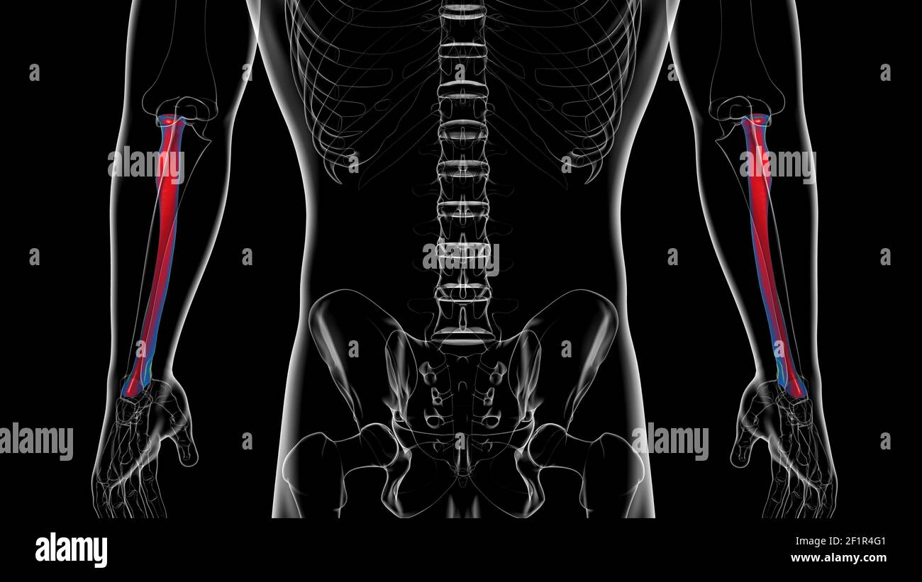 Human skeleton anatomy Radius Bone 3D Rendering For Medical Concept ...