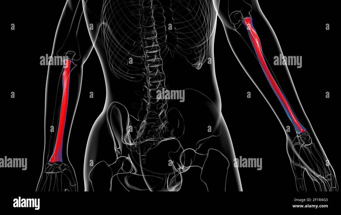 Human skeleton anatomy Radius Bone 3D Rendering For Medical Concept ...