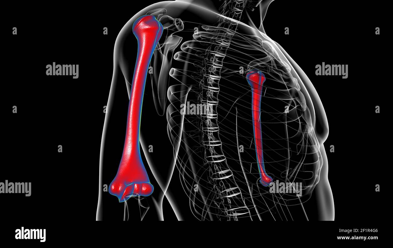 Human skeleton anatomy Humerus Bone 3D Rendering For Medical Concept ...