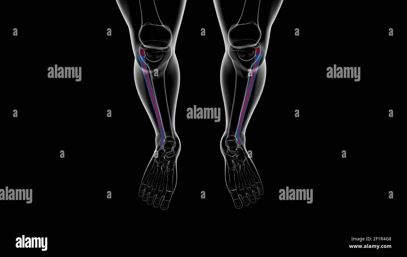 Human skeleton anatomy Fibula Bone 3D Rendering For Medical Concept ...