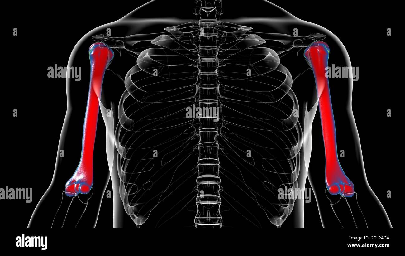 Human skeleton anatomy Humerus Bone 3D Rendering For Medical Concept ...