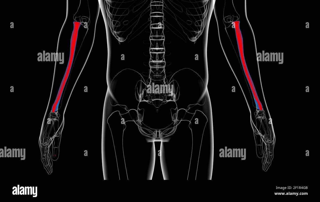 Human skeleton anatomy Radius Bone 3D Rendering For Medical Concept ...