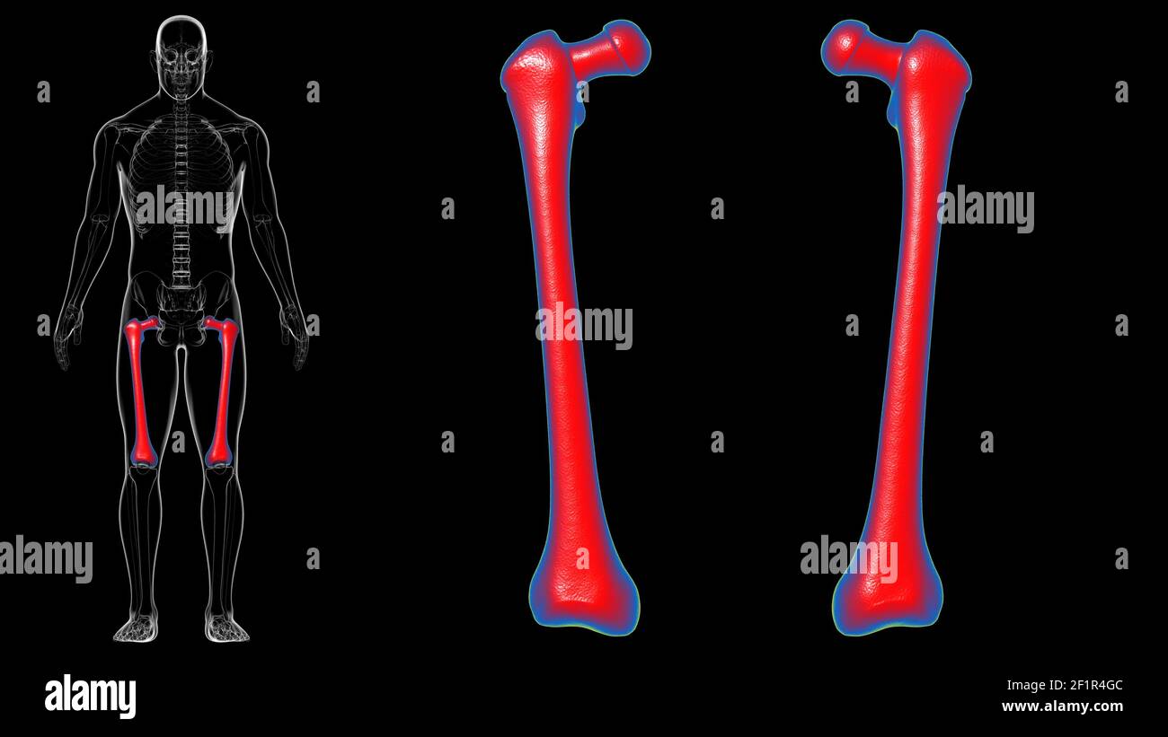Human skeleton anatomy Femur Bone 3D Rendering For Medical Concept ...