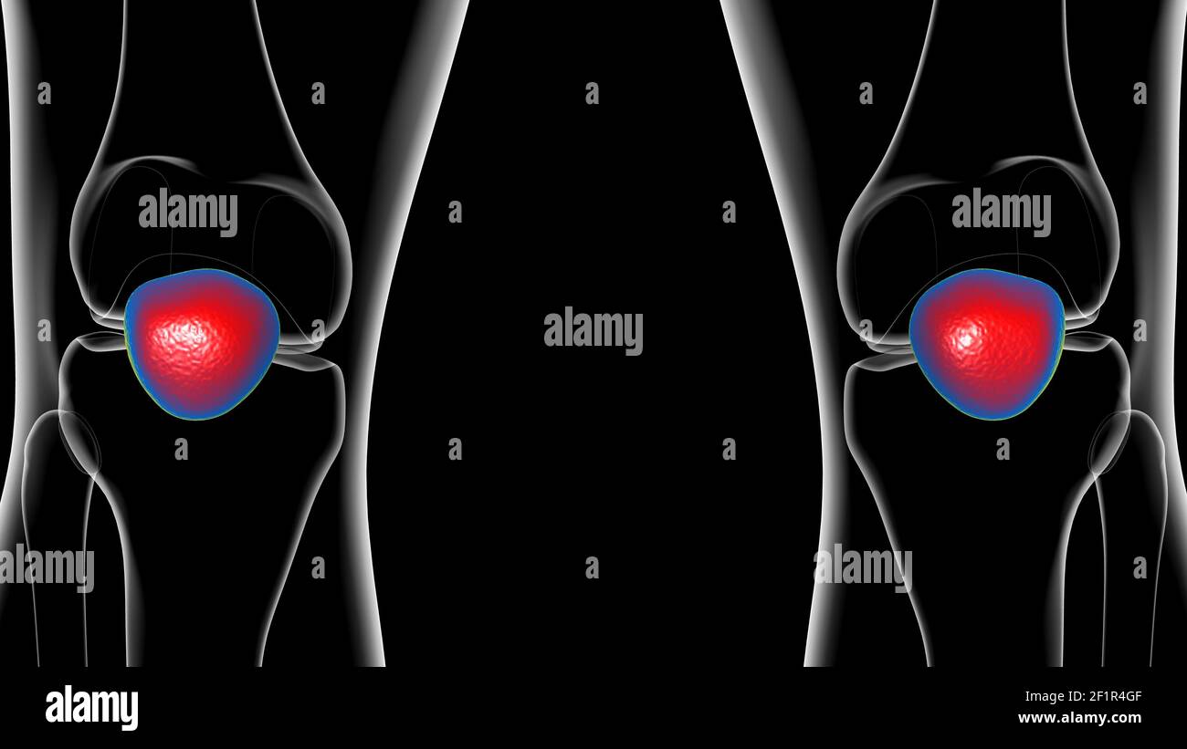 Human skeleton anatomy Patella Bone 3D Rendering For Medical Concept ...