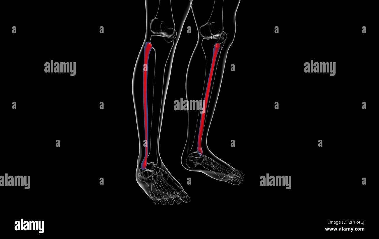 Human skeleton anatomy Fibula Bone 3D Rendering For Medical Concept ...