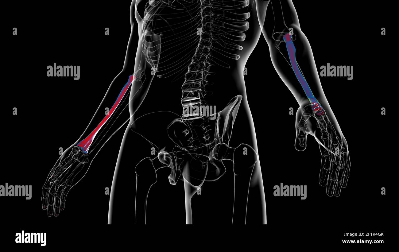 Human skeleton anatomy Radius Bone 3D Rendering For Medical Concept ...