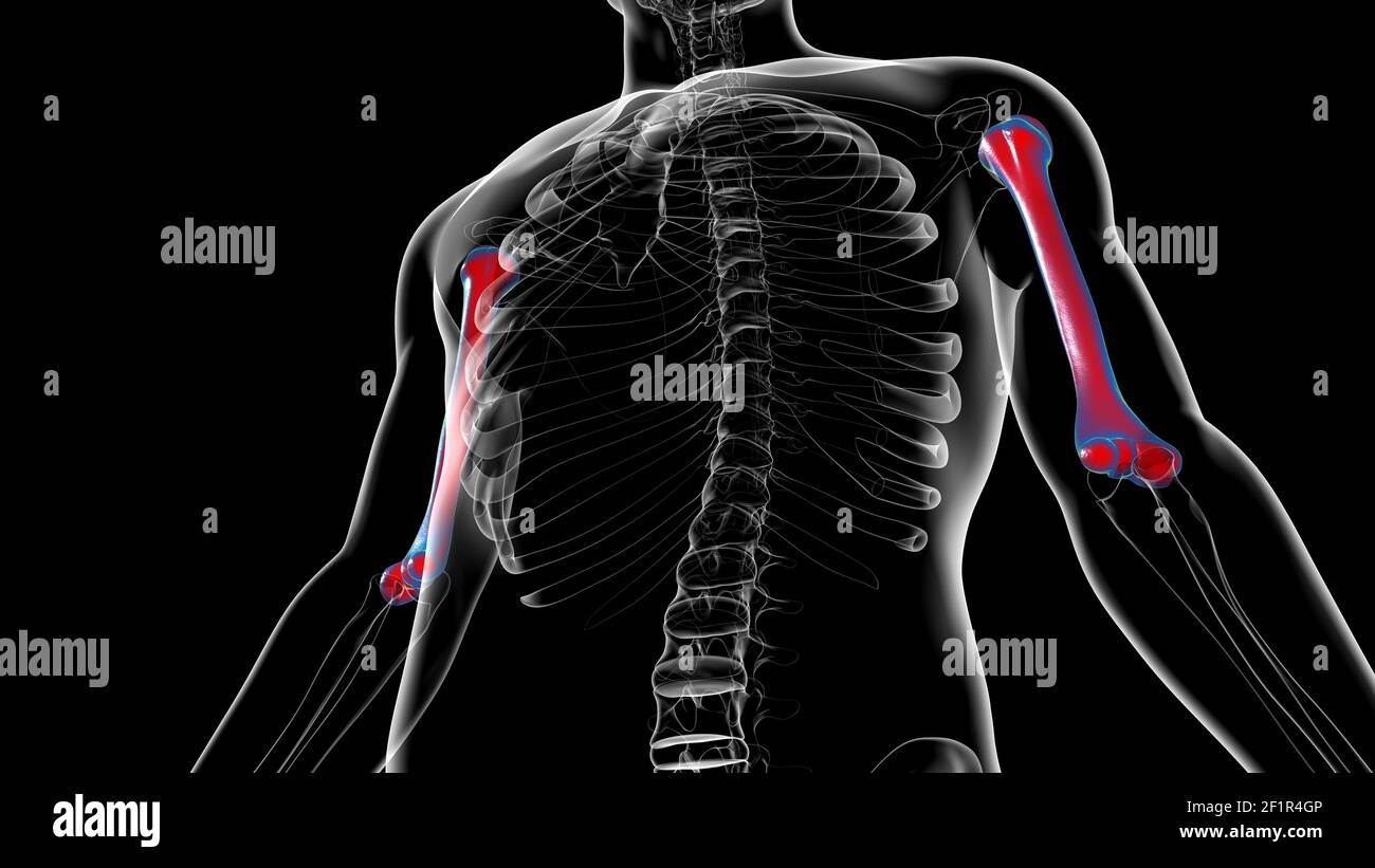 Human skeleton anatomy Humerus Bone 3D Rendering For Medical Concept ...