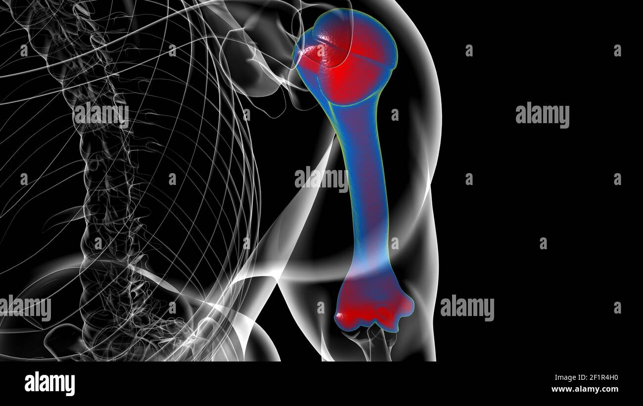 Human skeleton anatomy Humerus Bone 3D Rendering For Medical Concept ...