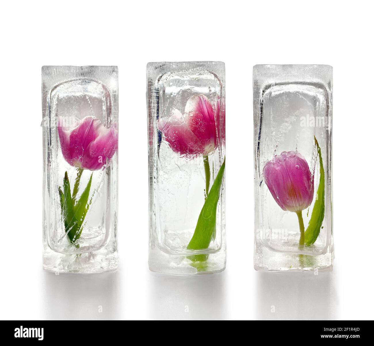 Three beautiful red and purple tulips frozen inside transparent ice ...
