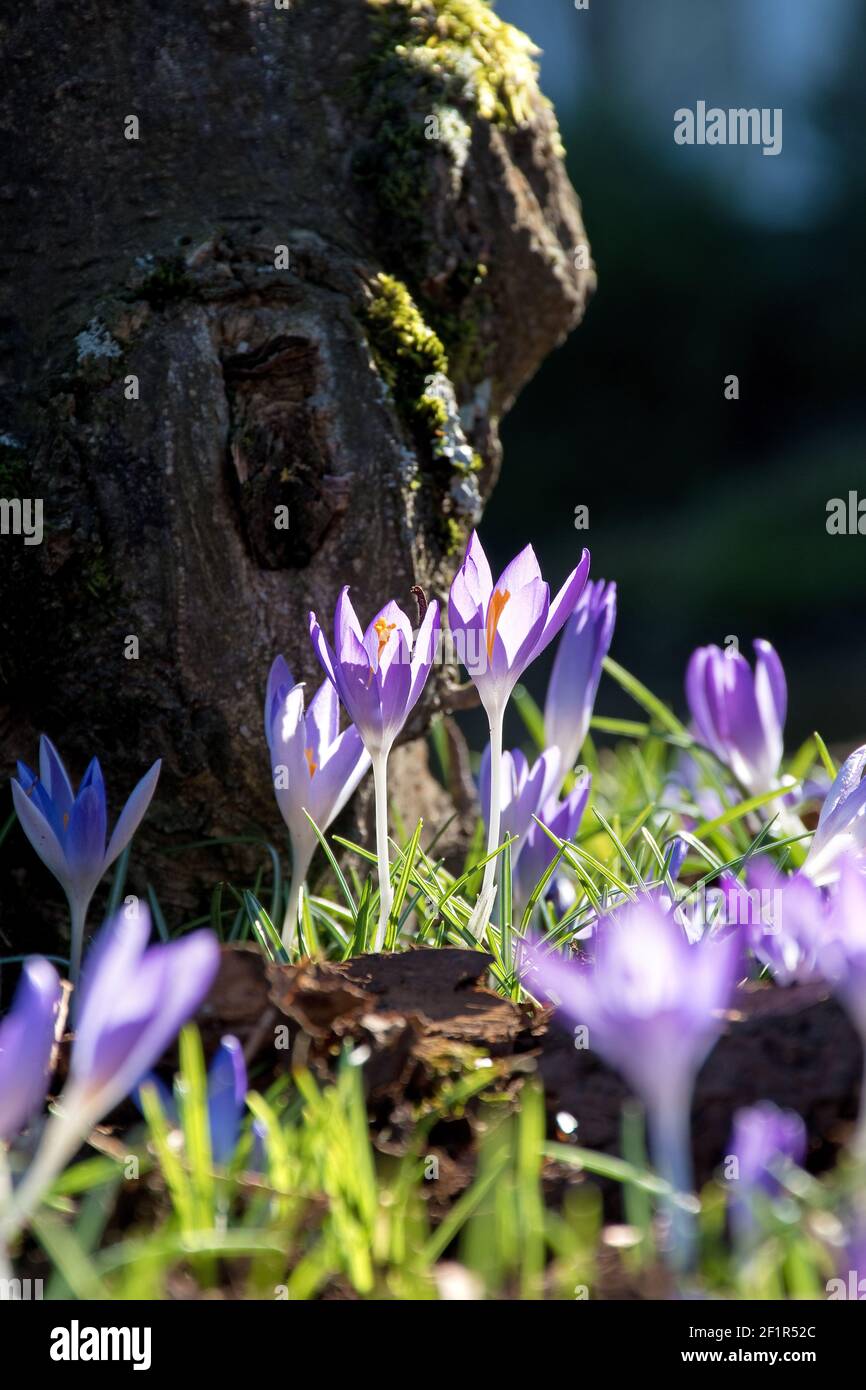 Tender crocuses in front of a thick tree trunk in the backlight Stock ...