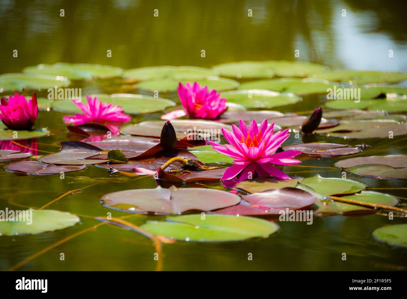 Beautiful pink water lily or lotus flower in lake Stock Photo - Alamy