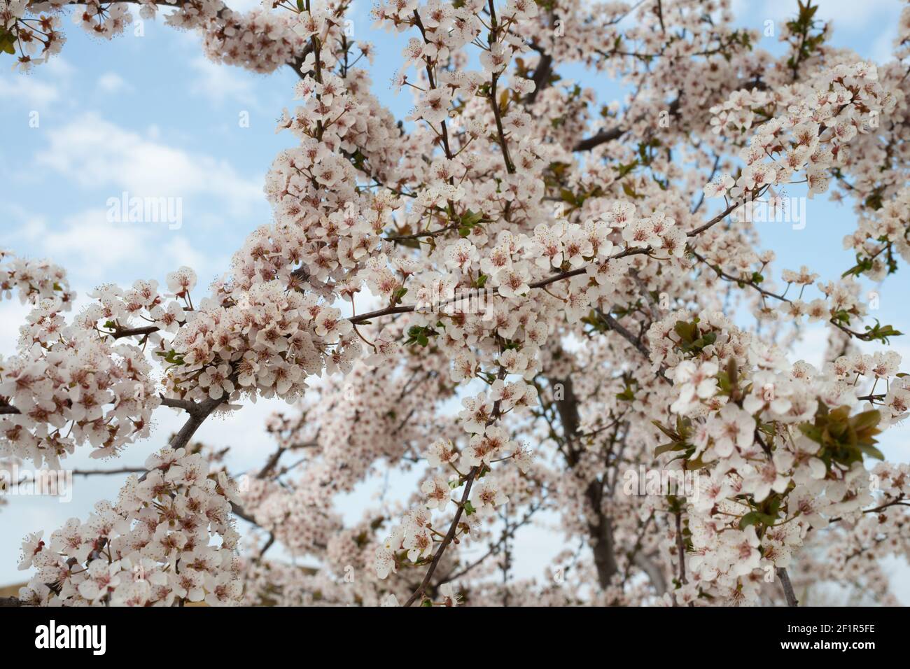 Cherry tree blooming season in Spain Stock Photo - Alamy
