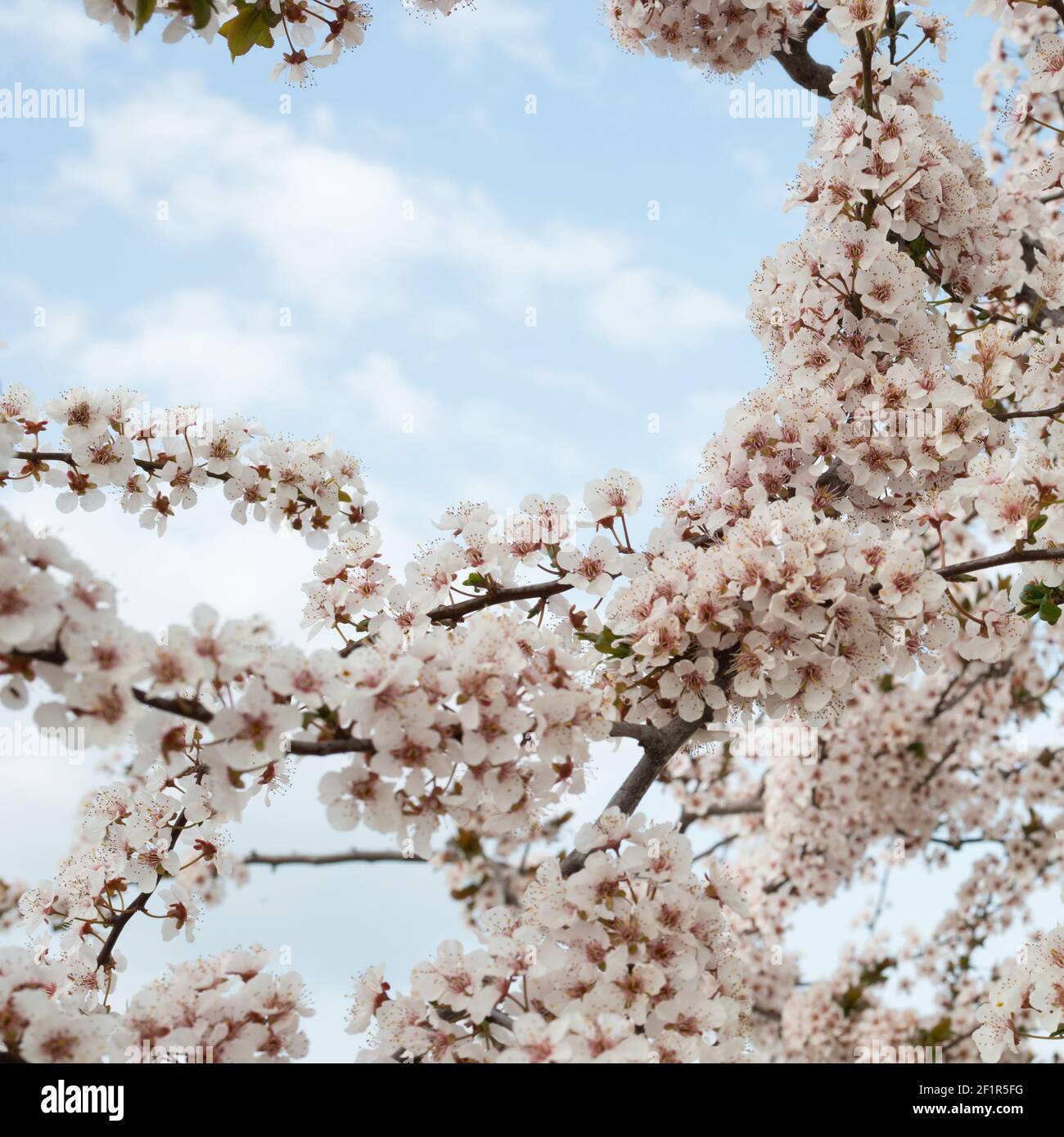 Cherry blossom spain hi-res stock photography and images - Alamy