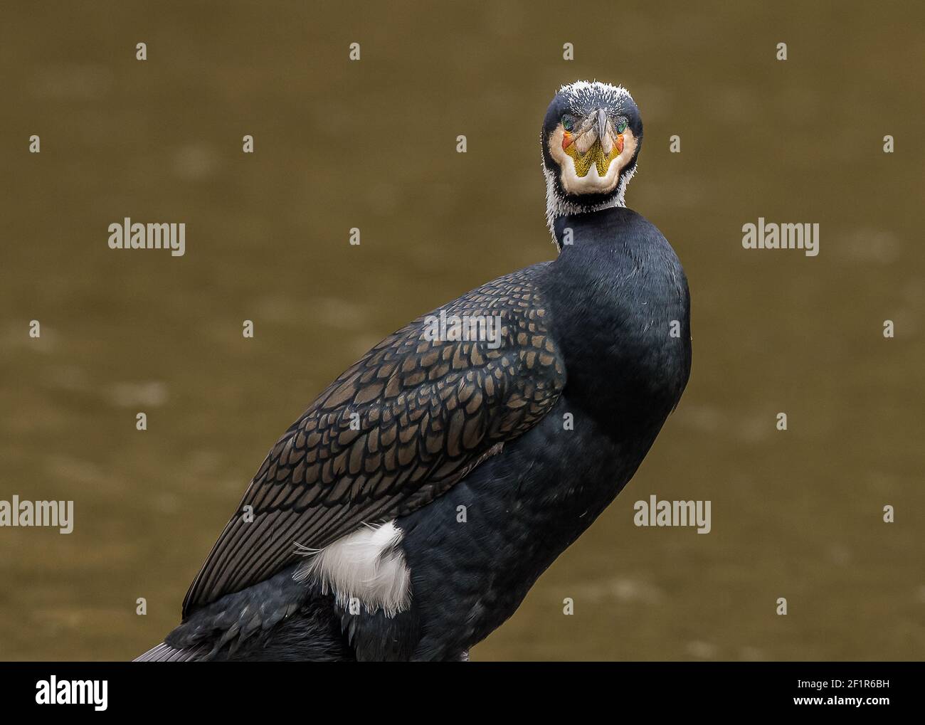 Cormorant with big eel in its mouth hi-res stock photography and images ...