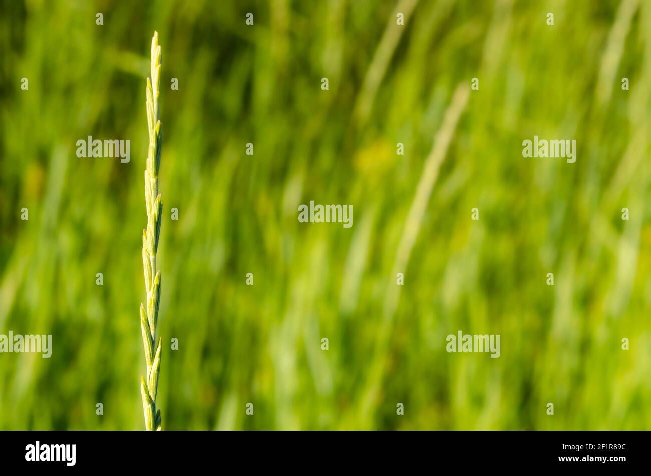 one small one sprout of grass among green vegetation against green ...