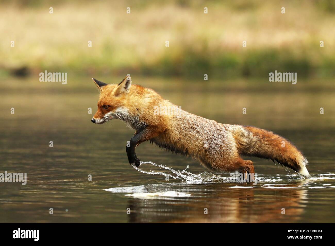 Red fox (Vulpes vulpes) catching fish in pond. Action scene in nature ...