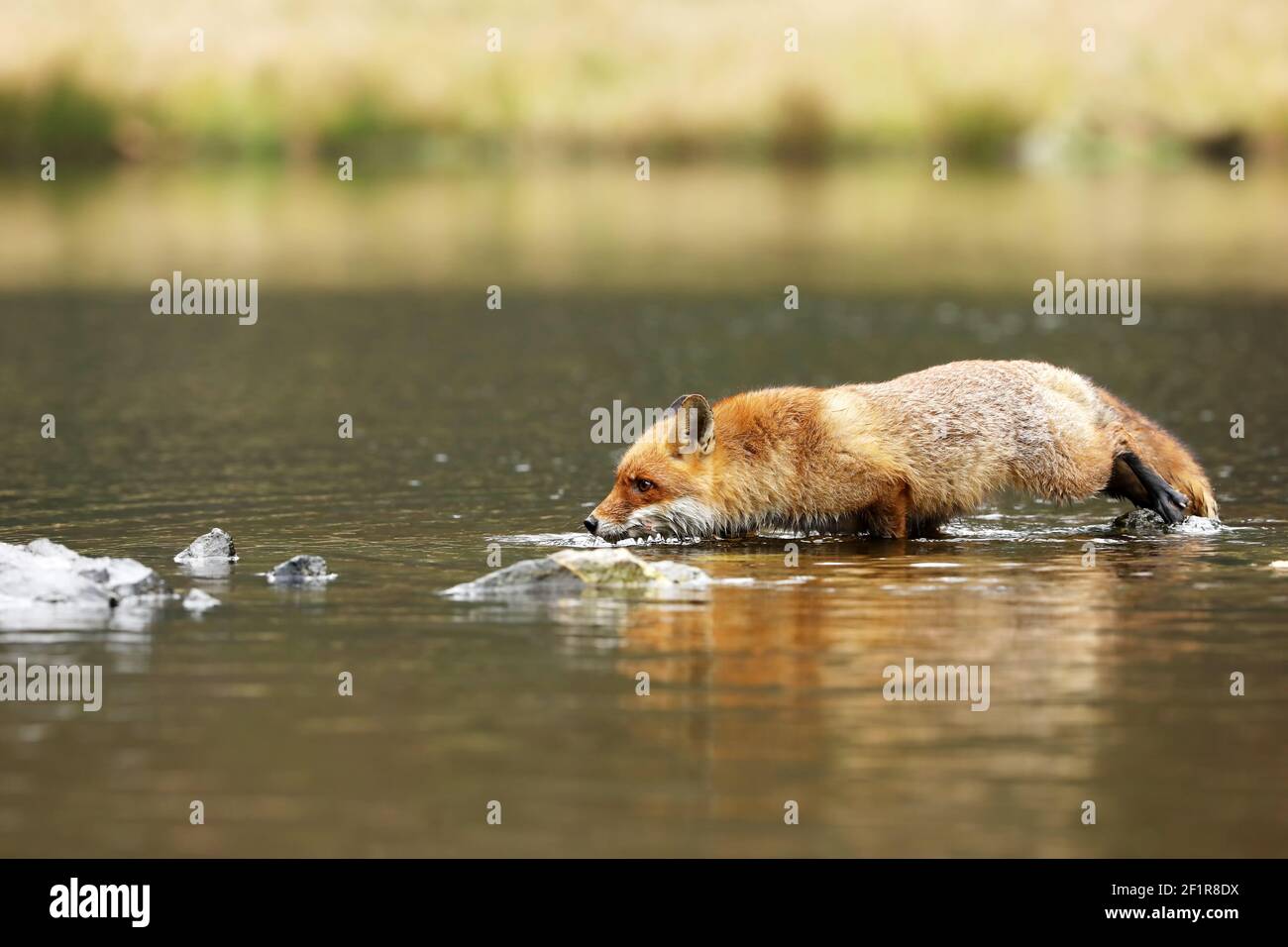 Red fox (Vulpes vulpes) catching fish in pond. Action scene in nature ...