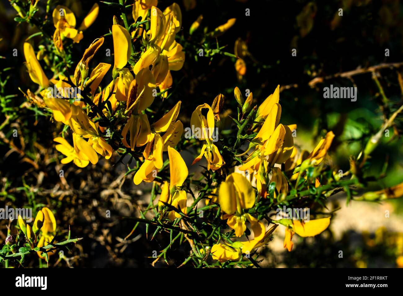 Wild Broom in Bloom Macro Photography Sardinia Stock Photo - Alamy