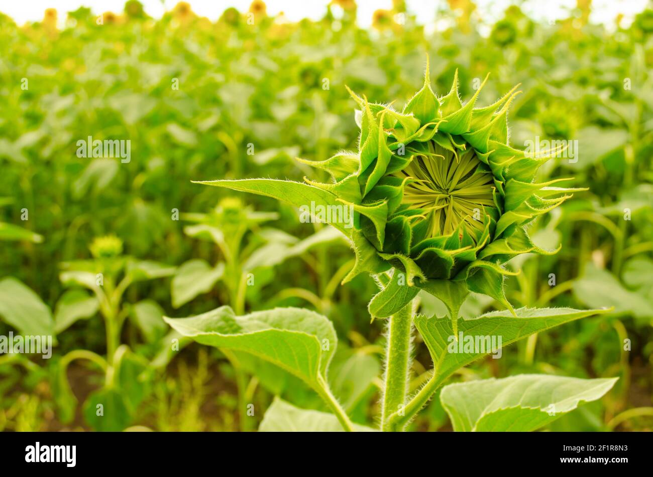 Close up young sunflower the flower is not fully grown in the field and ...