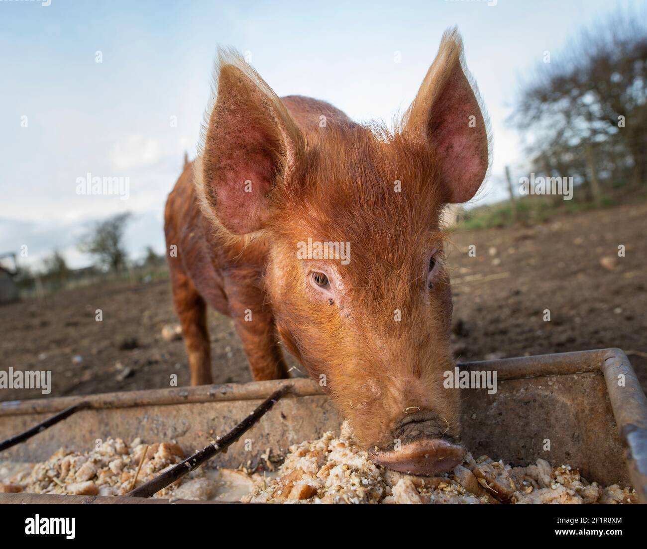 Pig Trough High Resolution Stock Photography and Images - Alamy