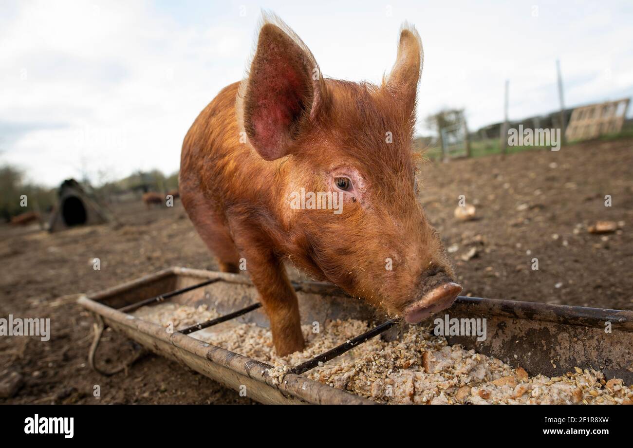 Pig Trough High Resolution Stock Photography and Images - Alamy