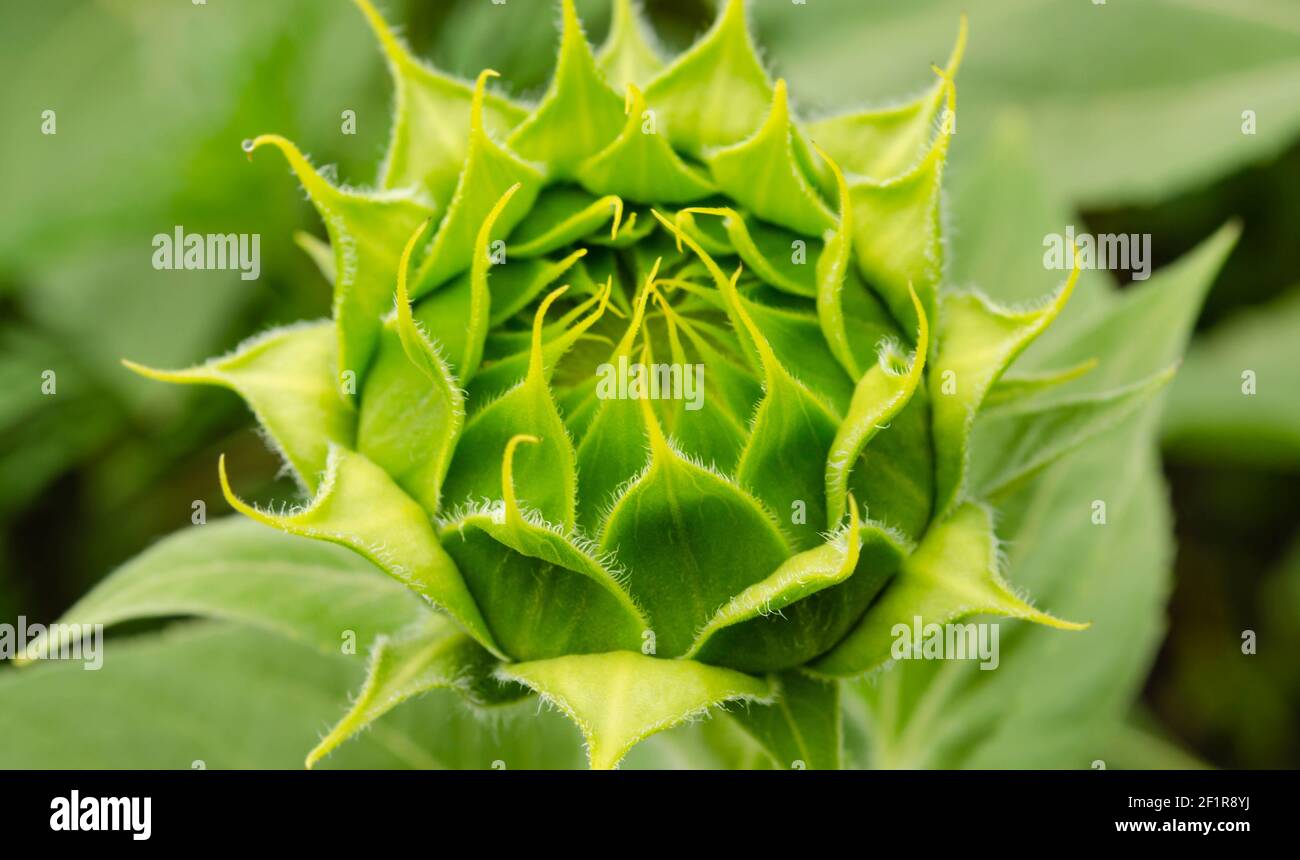 Close up young sunflower the flower is not fully grown in the field and ...