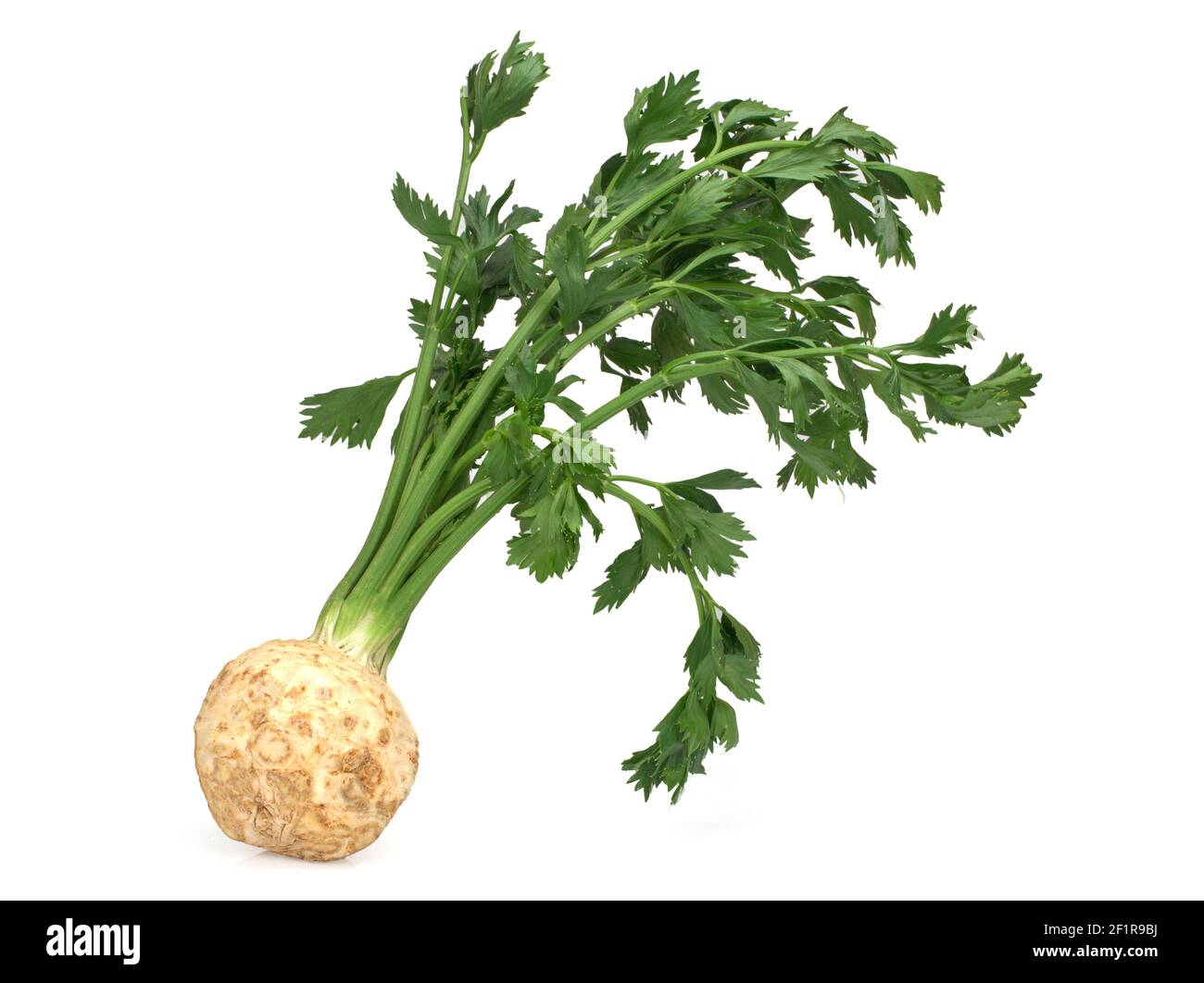 Fresh celery root with leaf isolated on white background Stock Photo ...