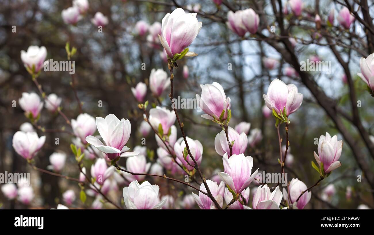 Magnolia flowers background. Beautiful nature scene with blooming tree ...