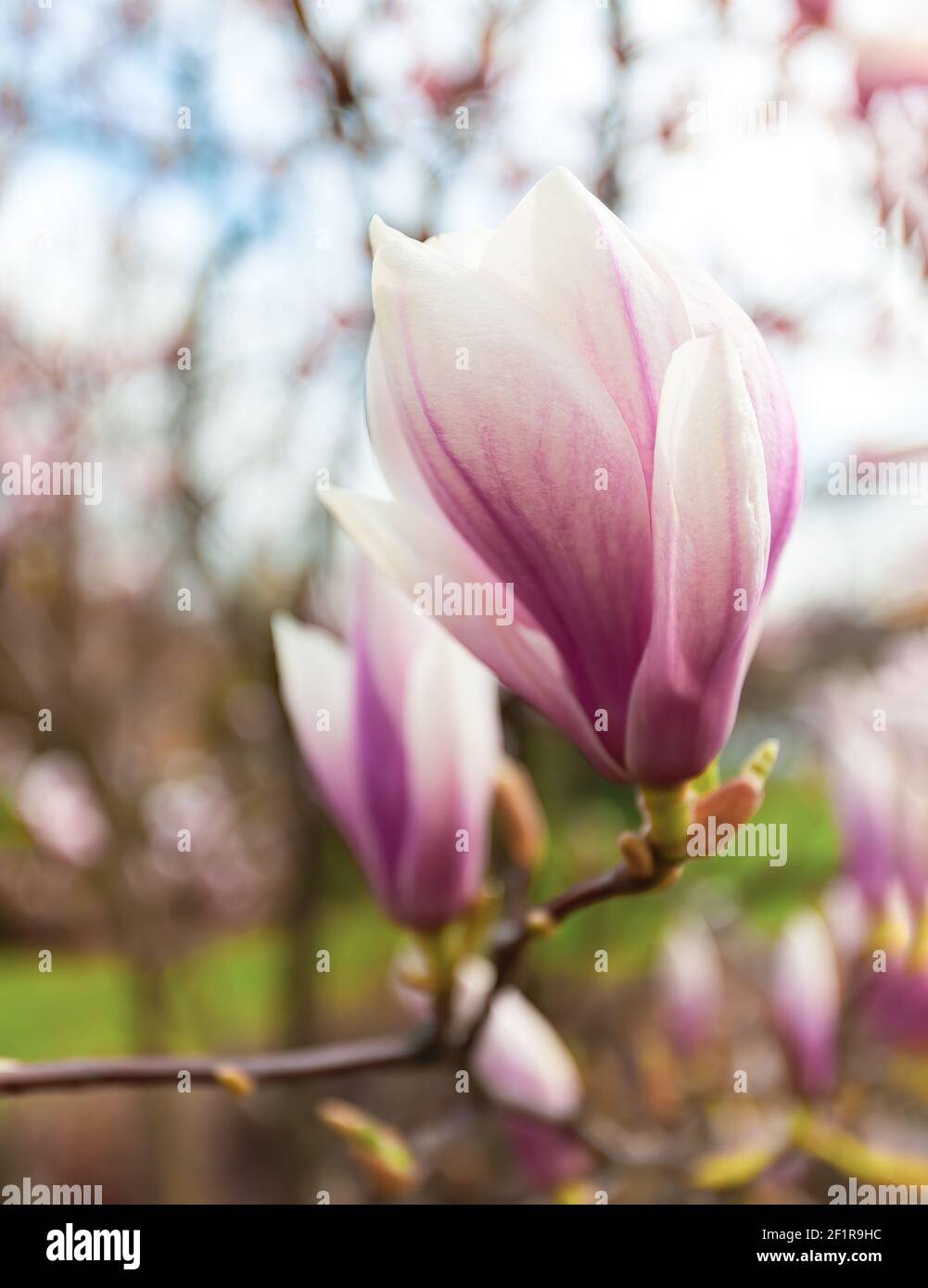 Magnolia flowers background. Beautiful nature scene with blooming tree ...