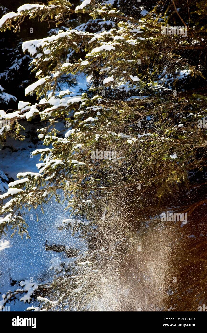 snow falling of tree in the sunshine Stock Photo - Alamy