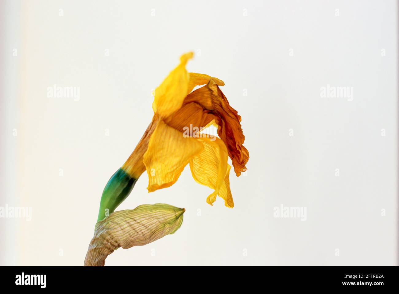 A single wilted daffodil isolated on a white background, sadness, dying ...