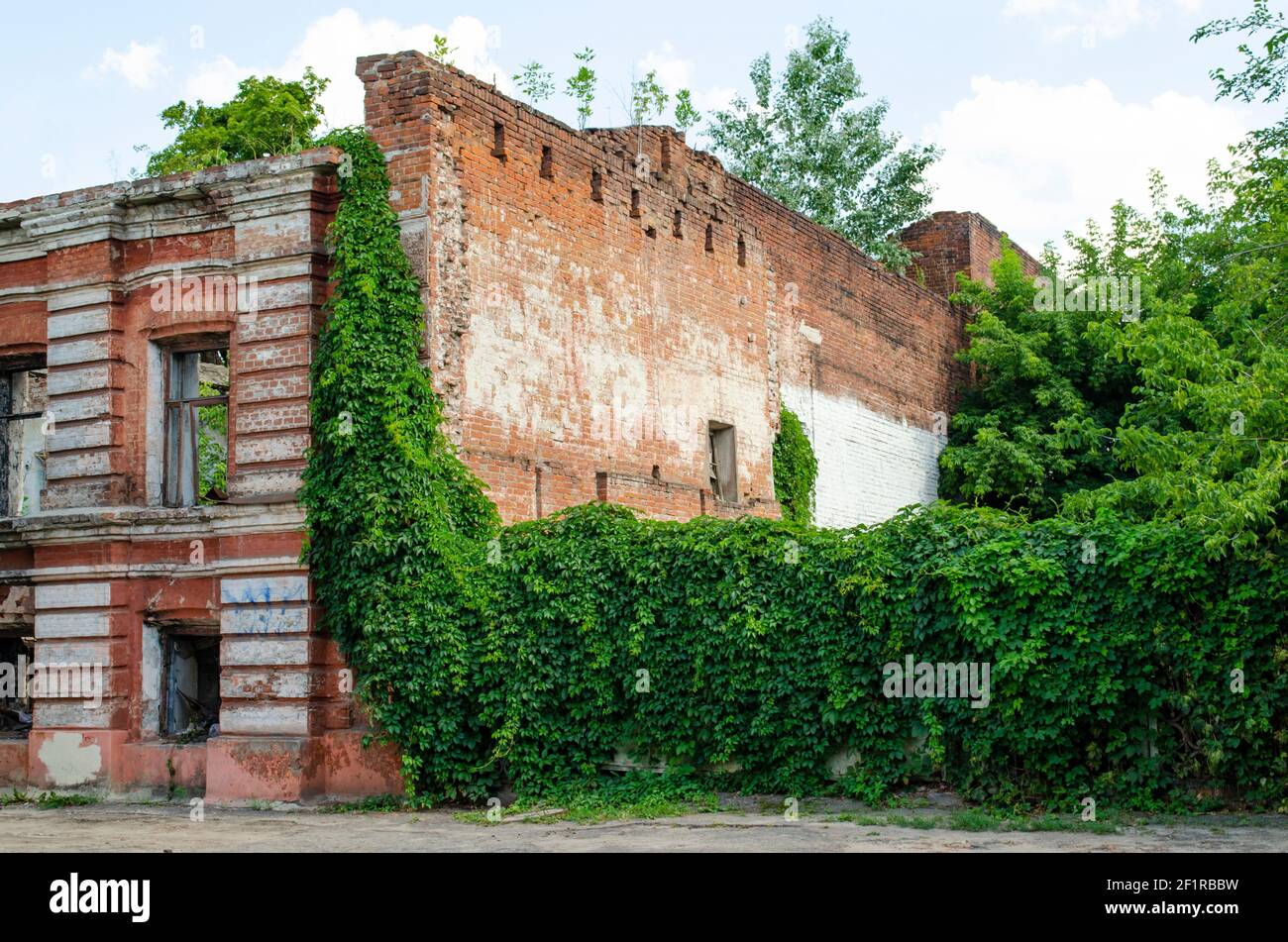 Overgrown Brick Wall and Leaves for Backgrounds. Brick Wall and Ivy ...