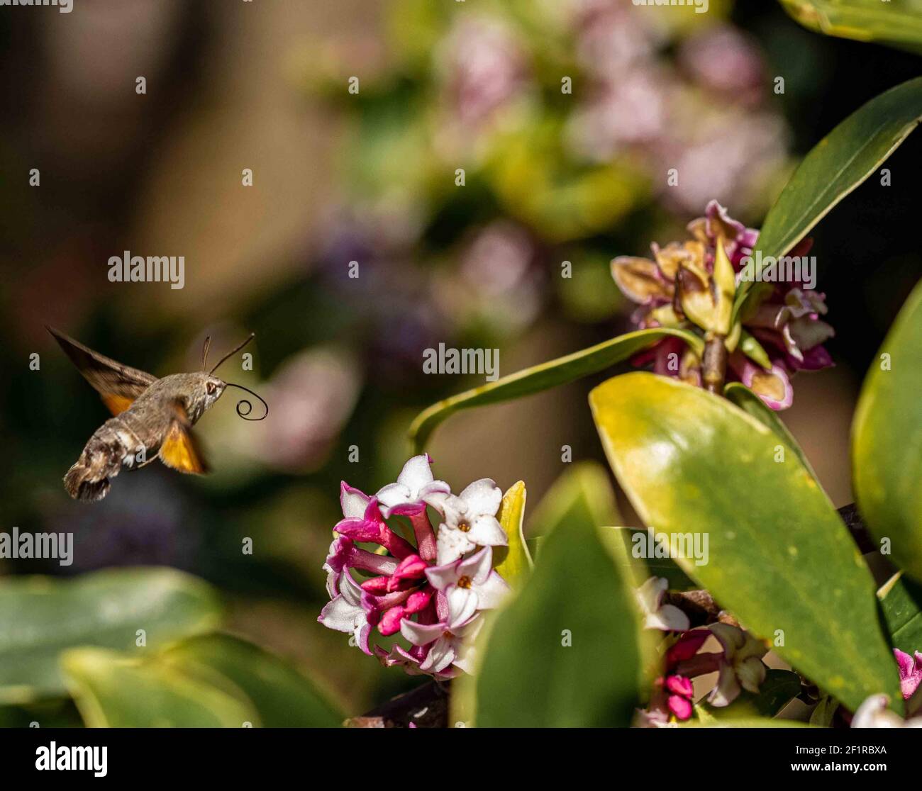 Hummingbird hawk moth in flight Stock Photo - Alamy