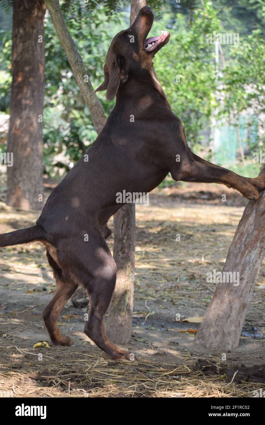 Barking doberman hi-res stock photography and images - Alamy
