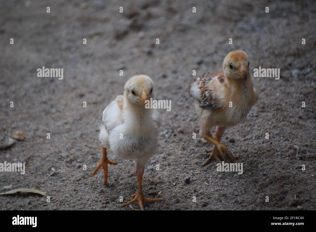 A closeup shot of two cute chicken walking on the ground Stock Photo ...