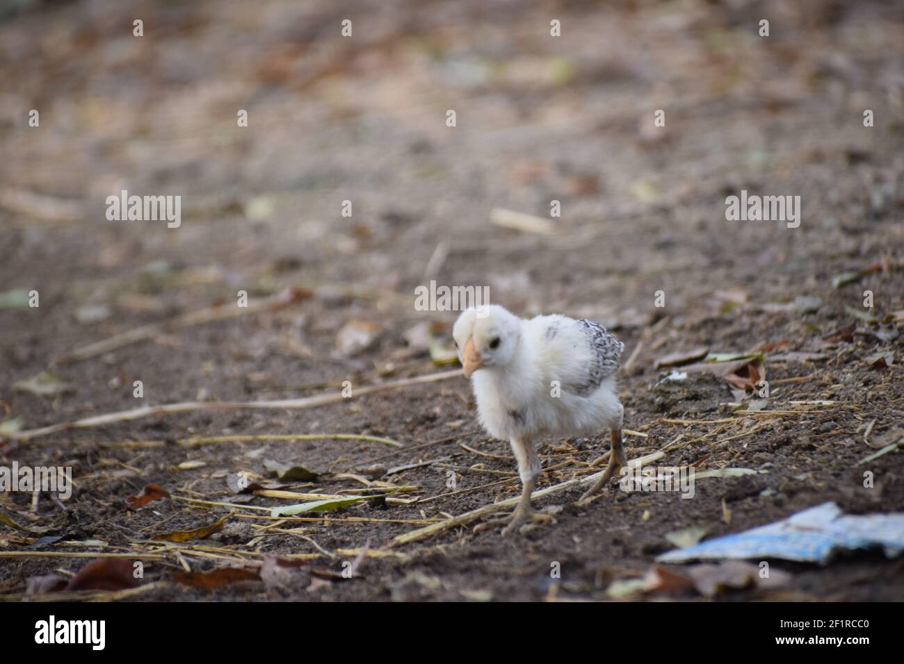 A closeup shot of a cute chick walking on the ground Stock Photo - Alamy