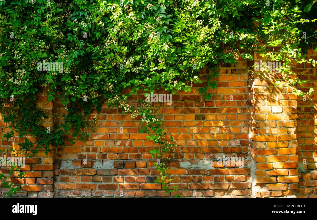 Overgrown Brick Wall and Leaves for Backgrounds. Brick Wall and Ivy ...